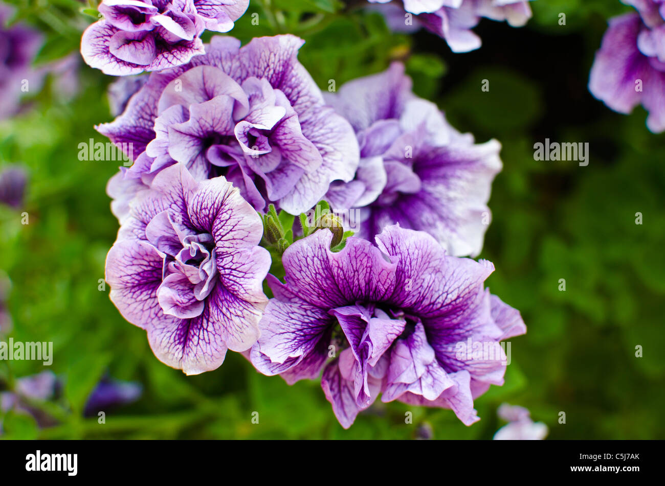 Garden full pink flowers hi-res stock photography and images - Alamy