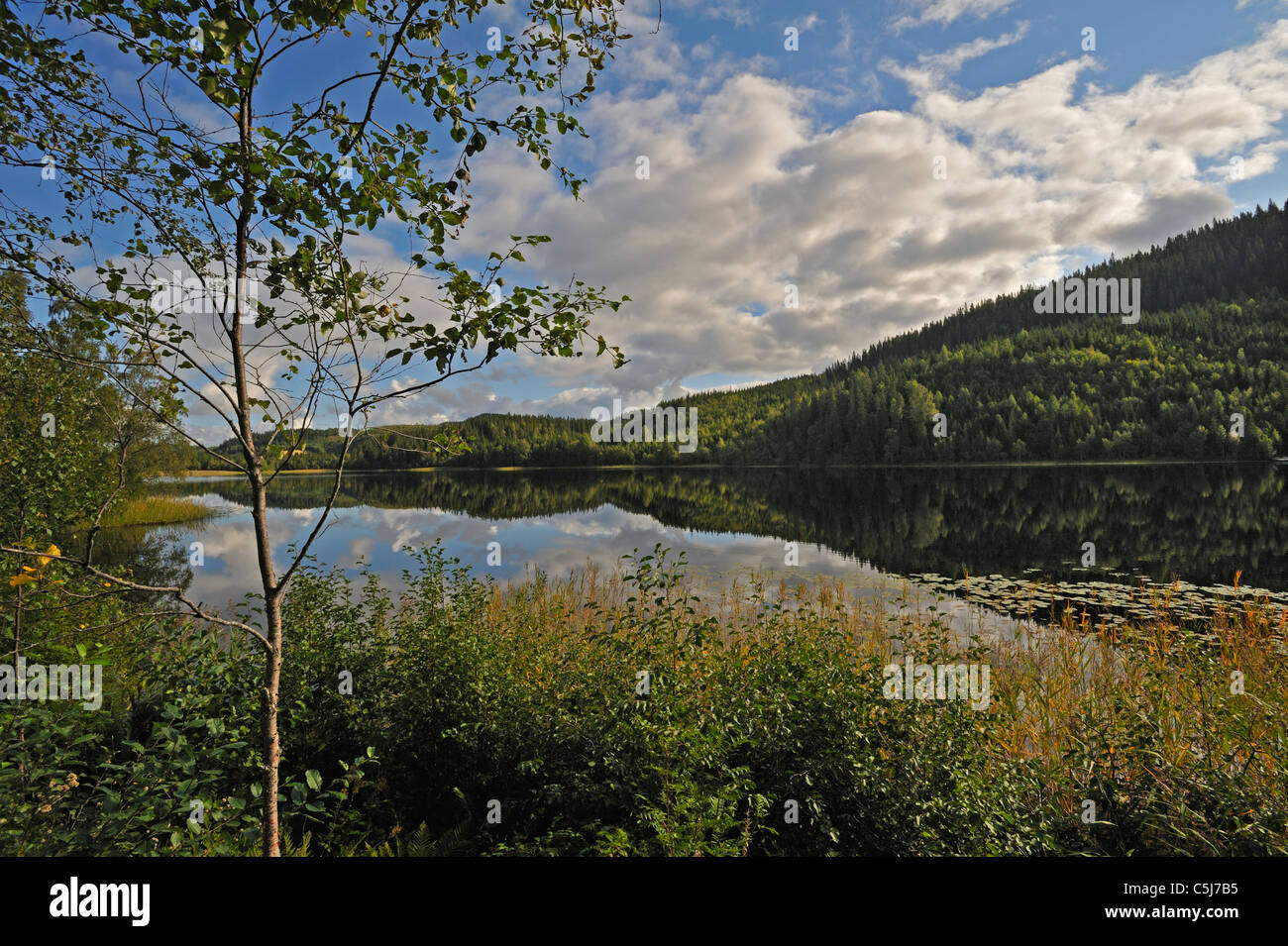 The broad, slow-moving tree-lined River Namsen near Namsos, Norway ...