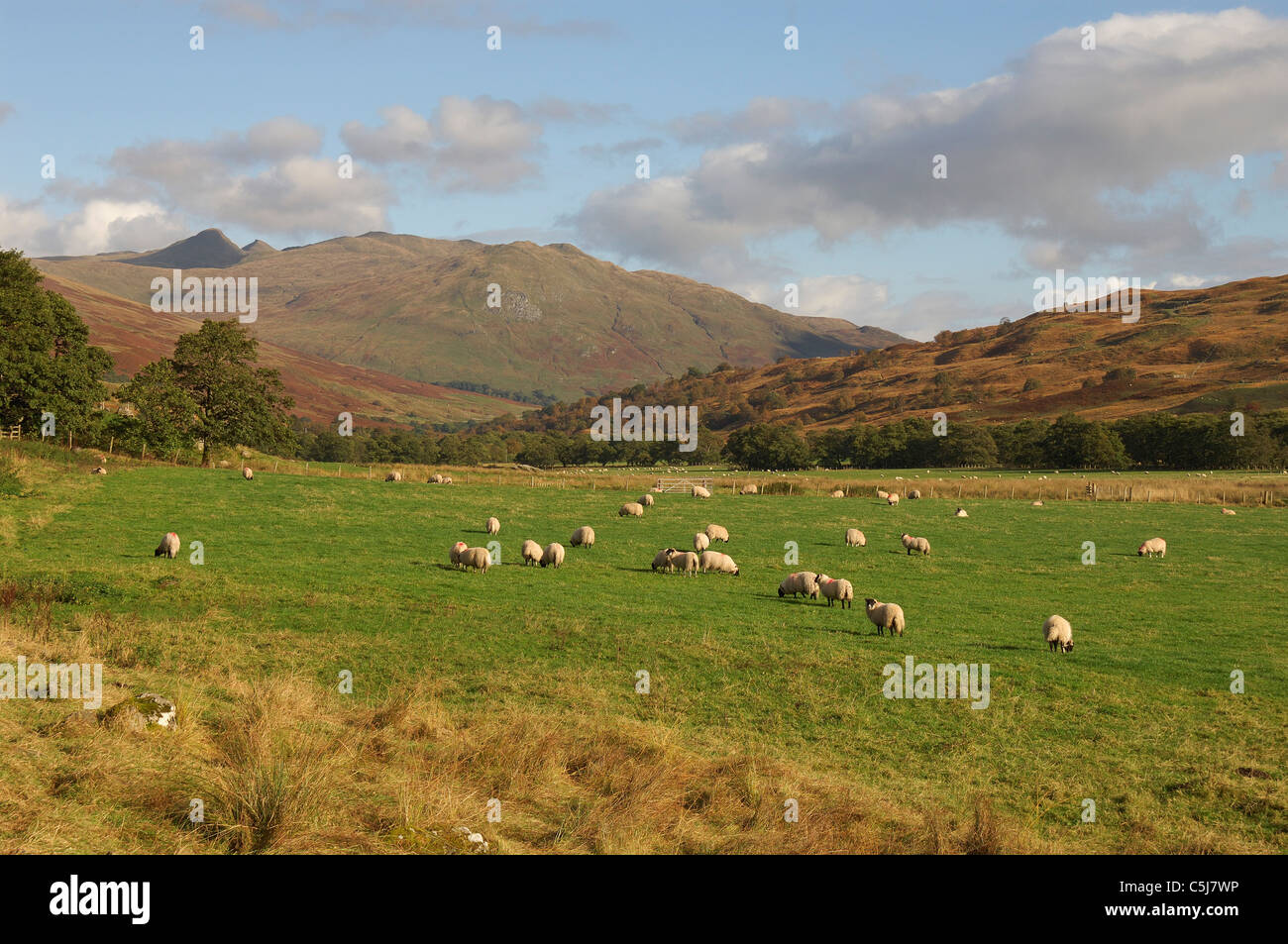 Graze sheep group hi-res stock photography and images - Alamy