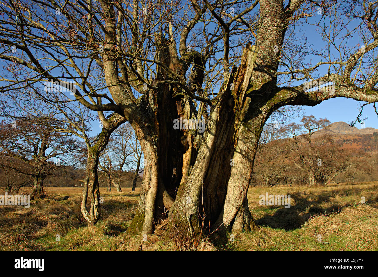 Massive cracked willow in open landscape with other more distant trees ...