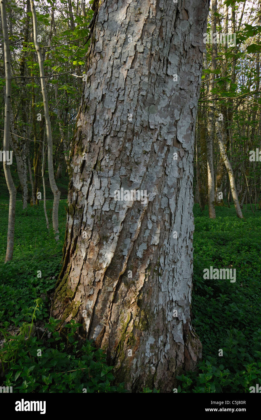 Semi-close-up of large wrinkled and flaking tree-trunk in spring ...