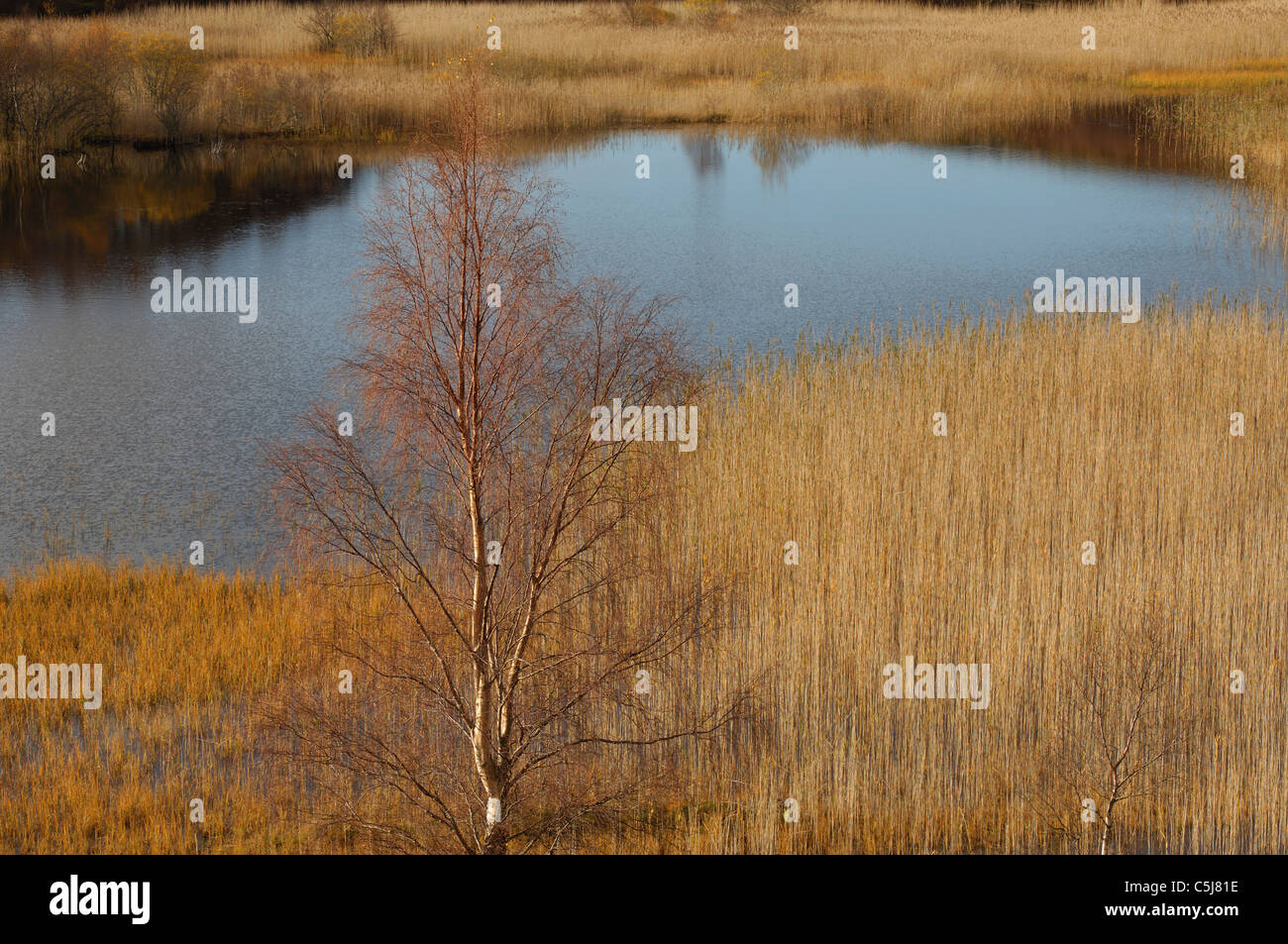 A solitary birch-tree stands on the edge of a mountain pond choked with ...