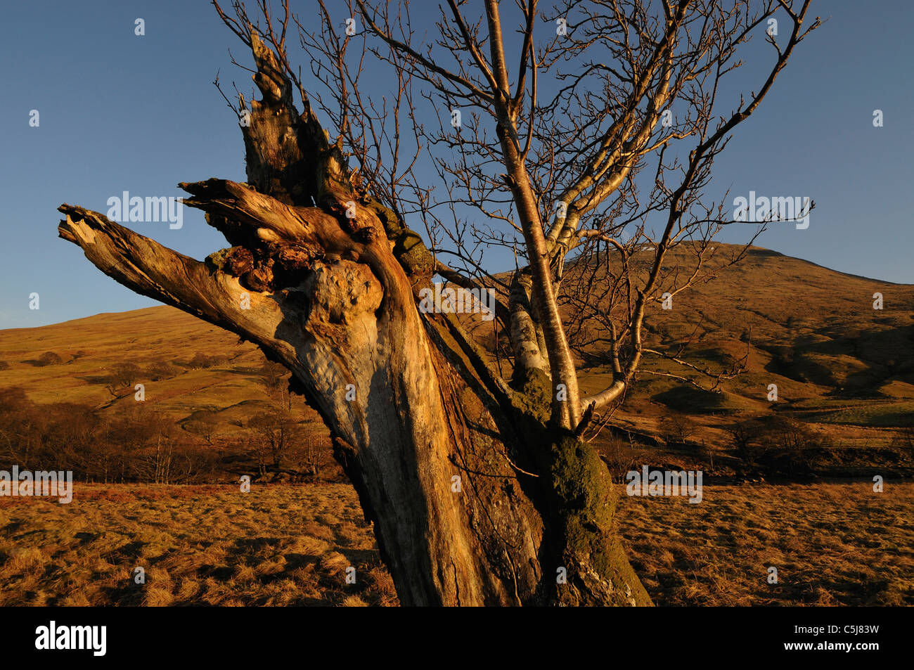 New branches rise from the stump of a decayed tree outlined against a ...