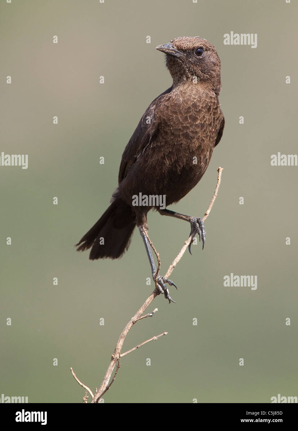 Kololo hi-res stock photography and images - Alamy