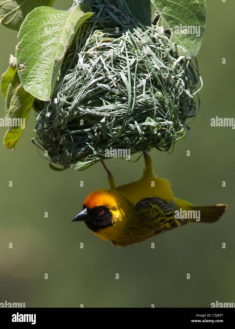 Weaver building a nest Stock Photo - Alamy