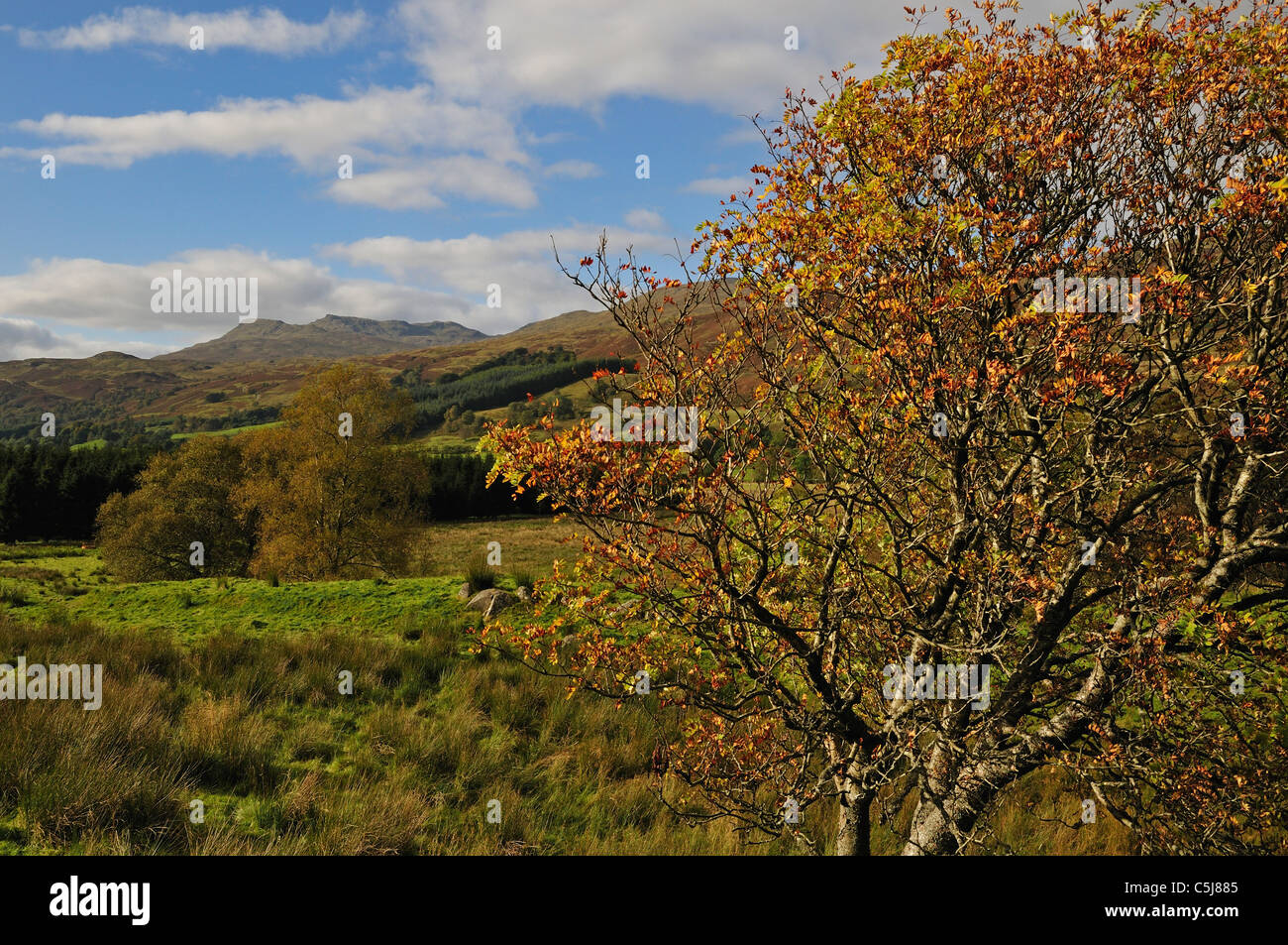 Autumn colours in Glen Dochart with the Breadalbain hills behind ...