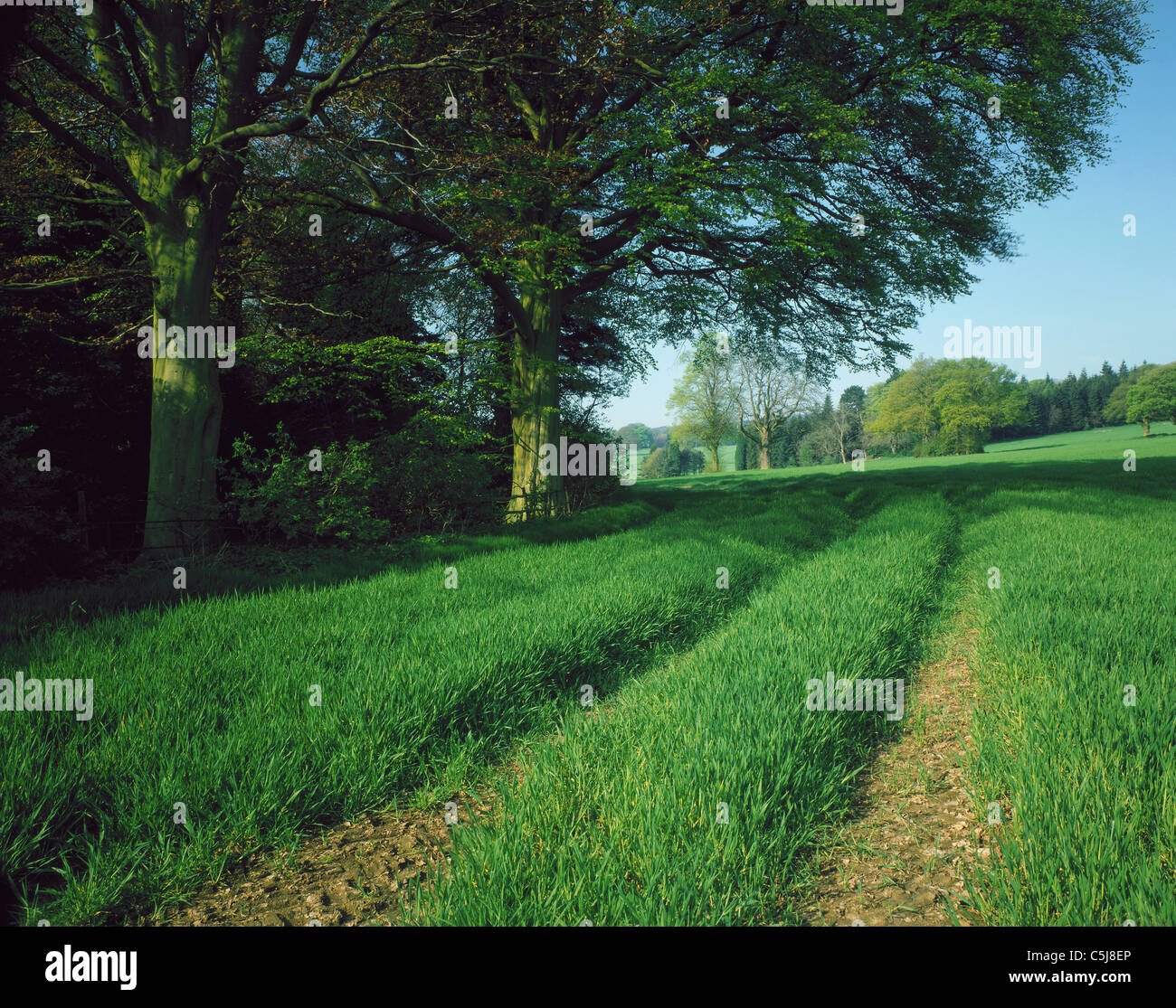 Bordered by trees hi-res stock photography and images - Alamy