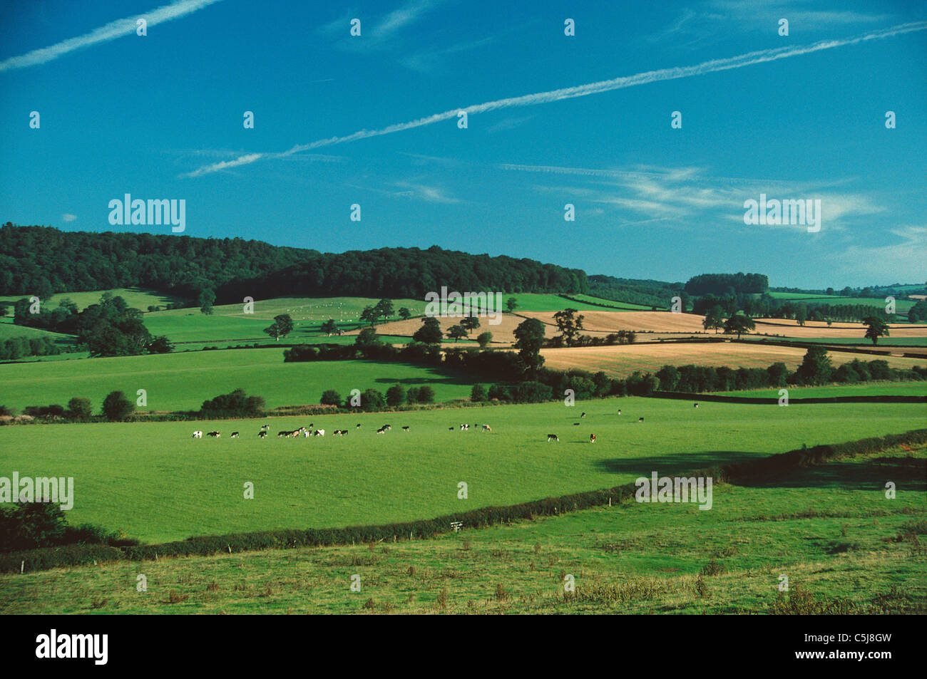 Cattle in a field with a wider landscape of fields, hedges and wooded ...