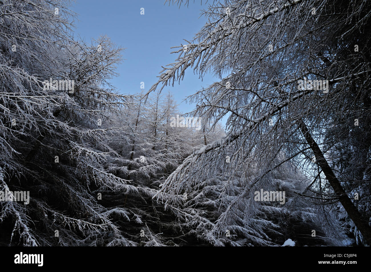Snow-covered conifer woodland along the West Highland Way near ...