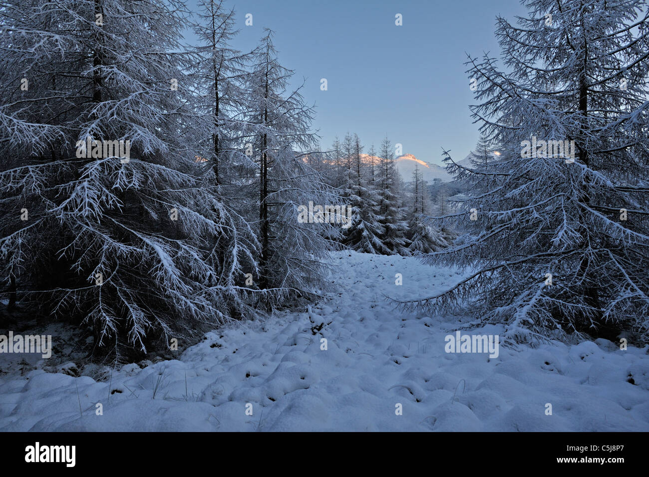 Snow-covered conifer woodland along the West Highland Way near ...