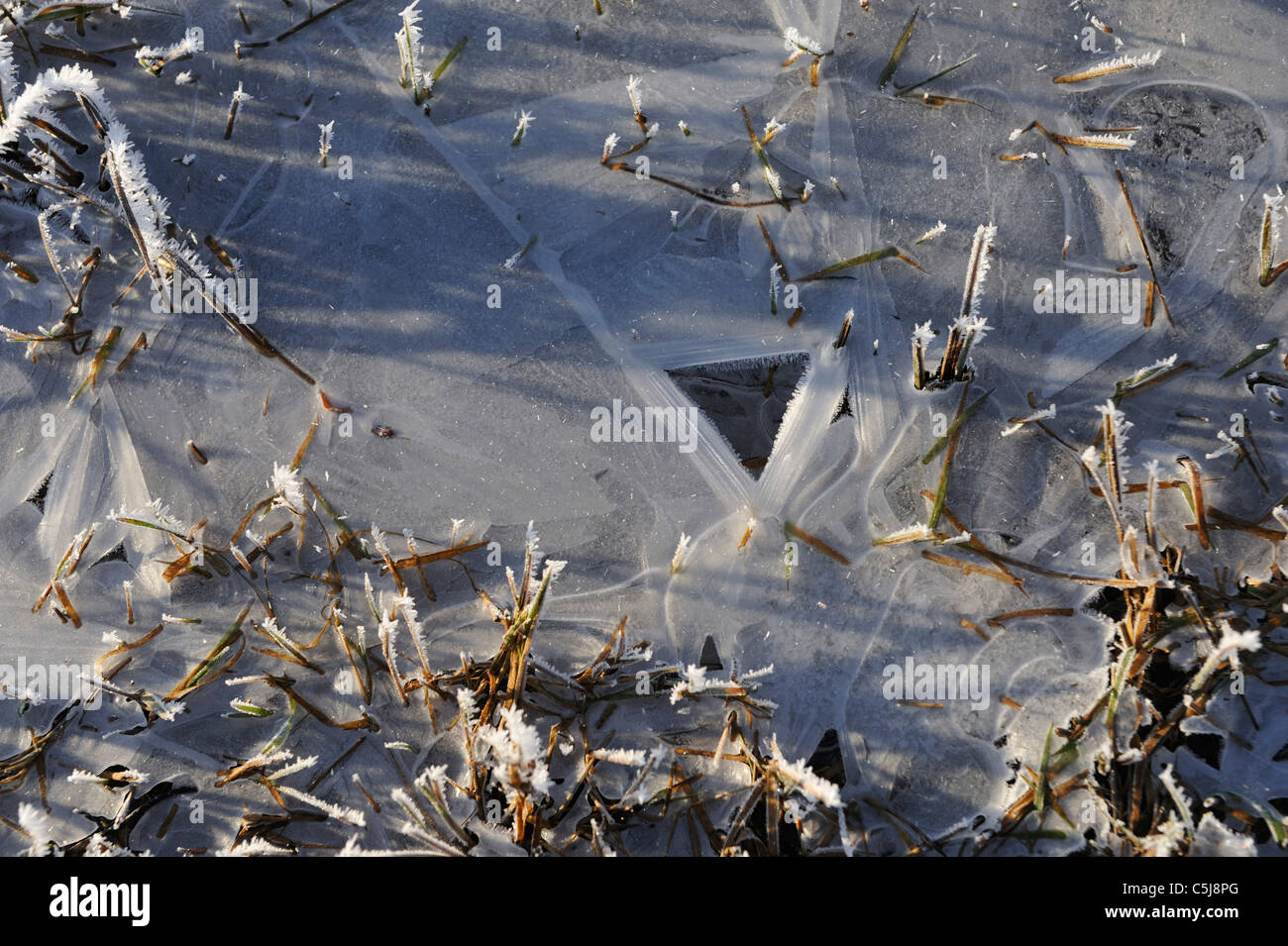 Ice with curious geometrical markings on the surface of a woodland pond ...