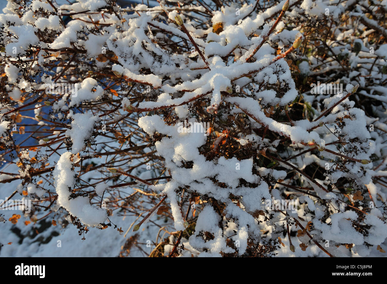 Frosty garden shrubs hi-res stock photography and images - Alamy
