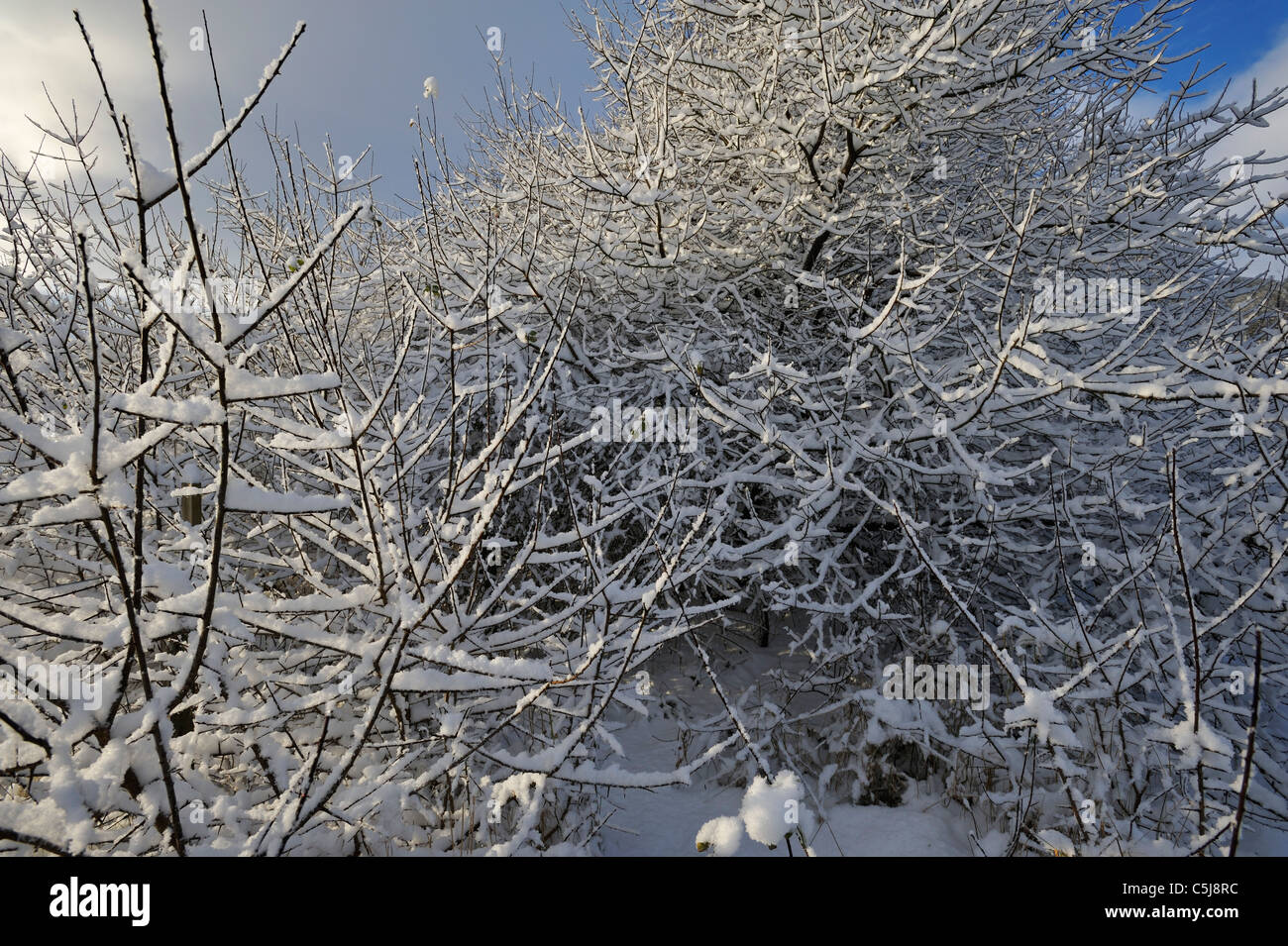 Heavily snow-covered trees and shrubs at Killin, Perthshire, Scotland ...