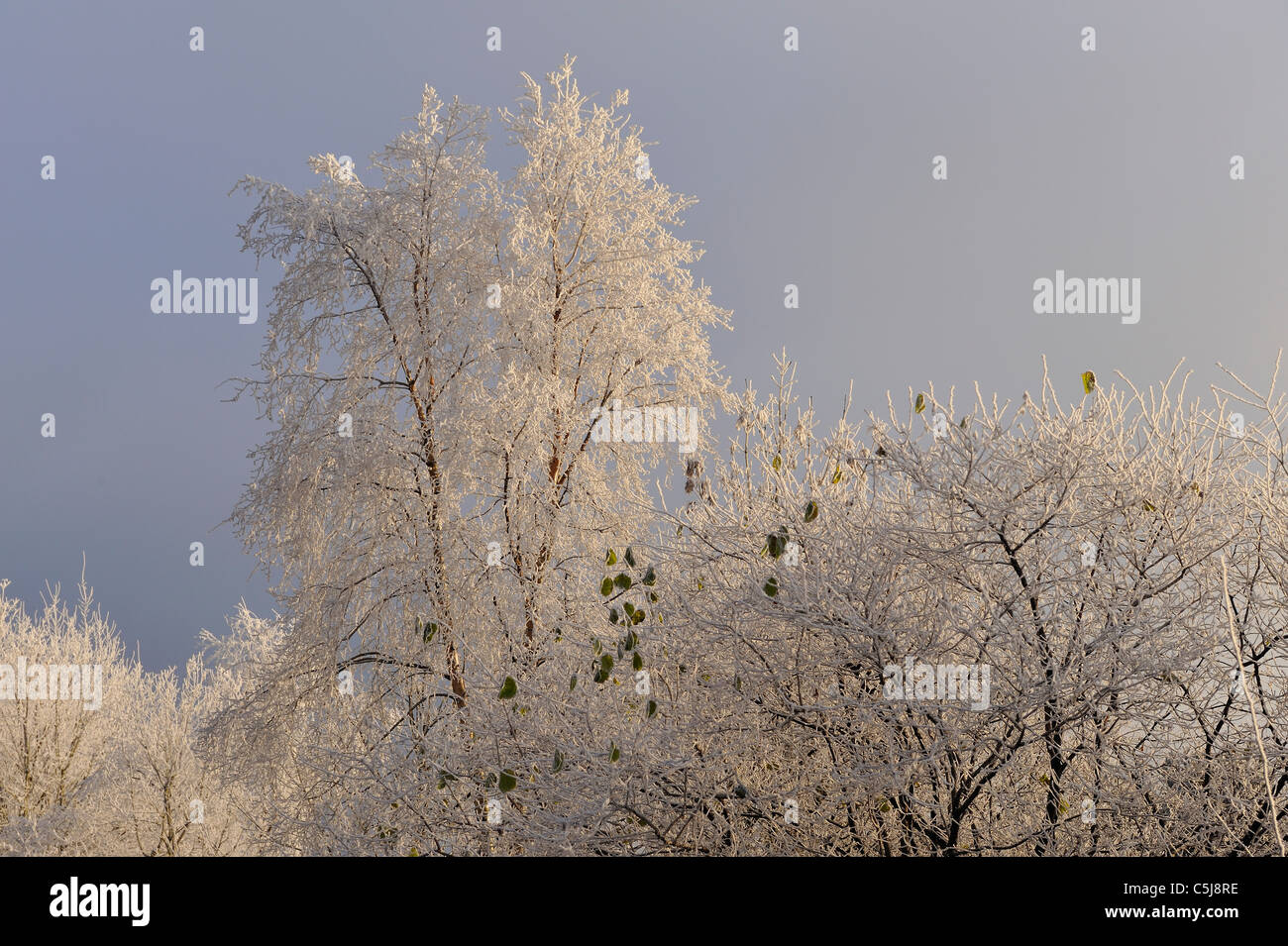 Heavily frosted trees after days of freezing fog at Inverness, Scottish ...