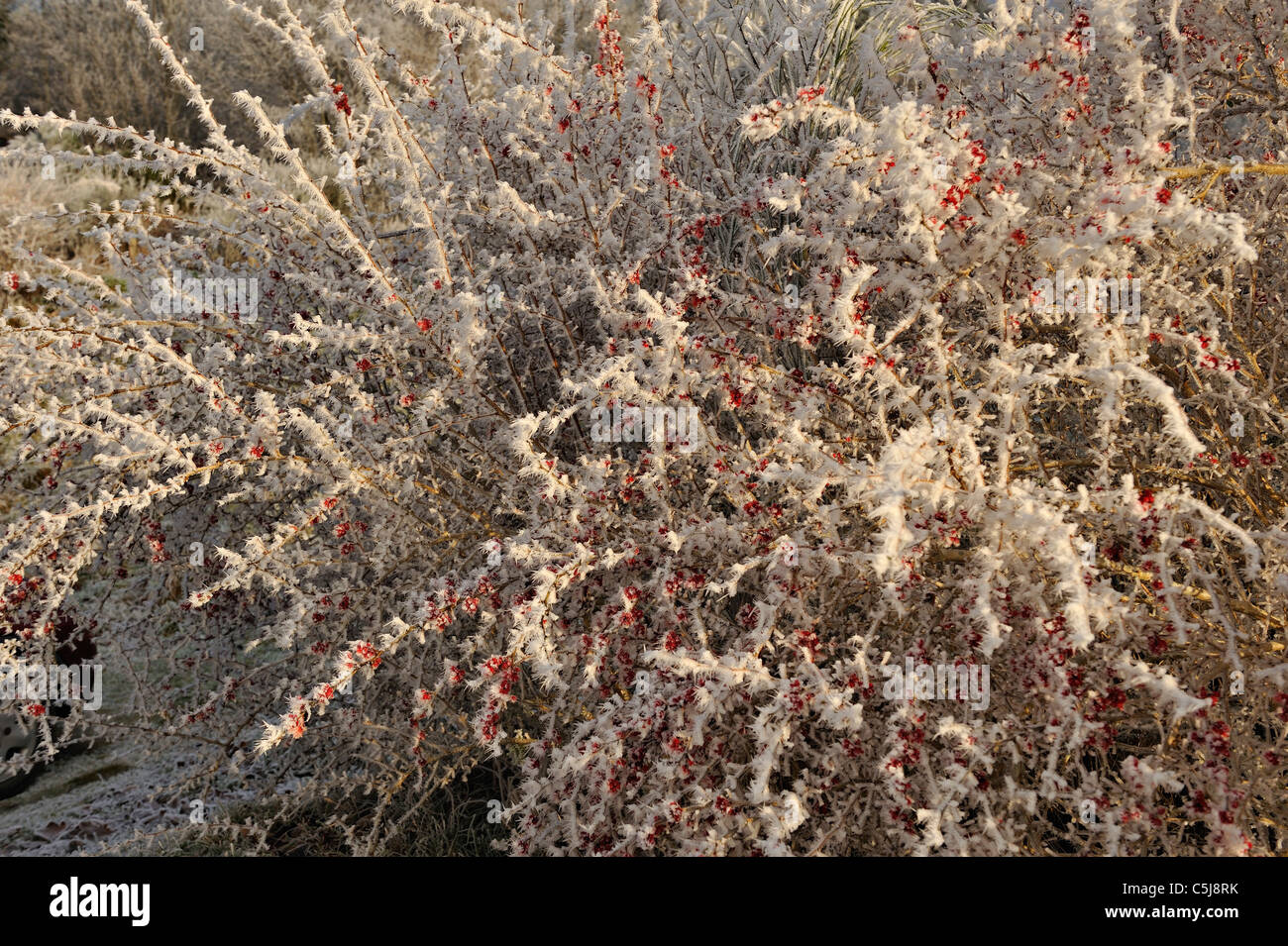 Heavily frosted bushes and shrubs after days of freezing fog at ...