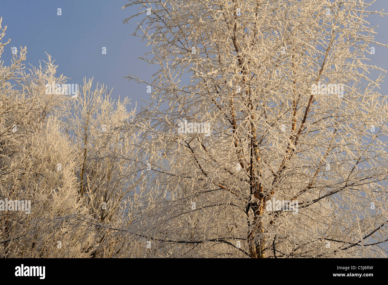 Heavily frosted trees after days of freezing fog at Inverness, Scottish ...