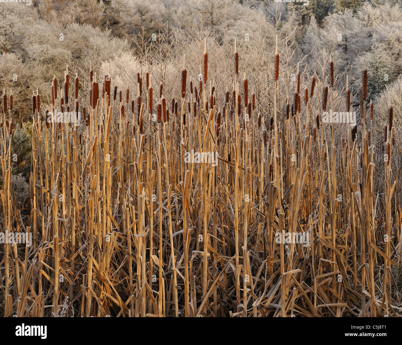 Heavily frosted bullrushes with distant trees after days of freezing ...