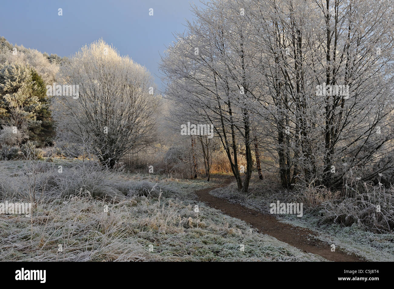 Heavily icy tree branches hi-res stock photography and images - Alamy