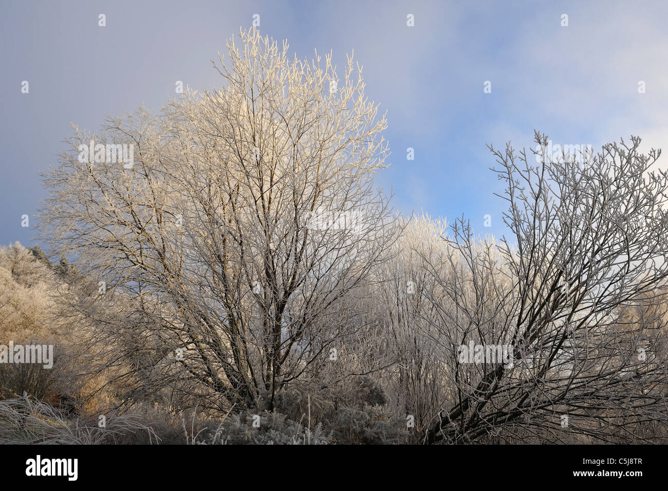 Heavily frosted trees after days of freezing fog at Inverness, Scottish ...