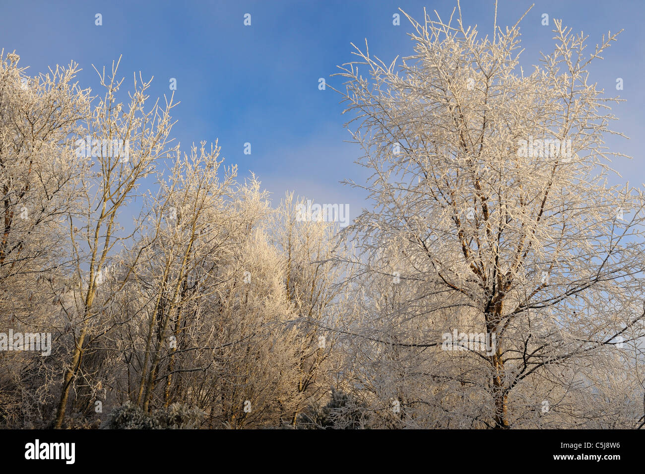 Heavily frosted trees after days of freezing fog at Inverness, Scottish ...