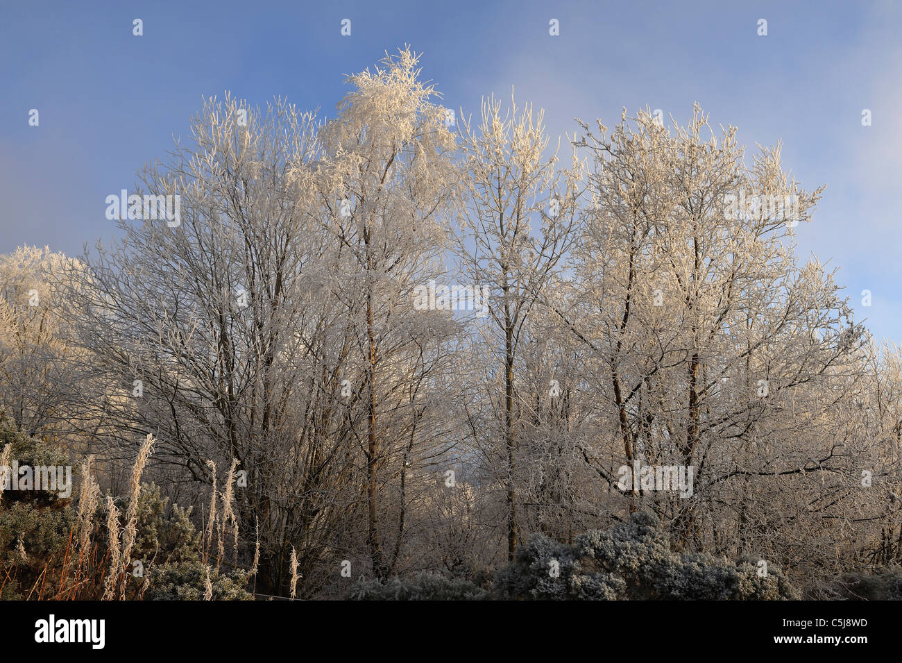 Heavily frosted trees after days of freezing fog at Inverness, Scottish ...