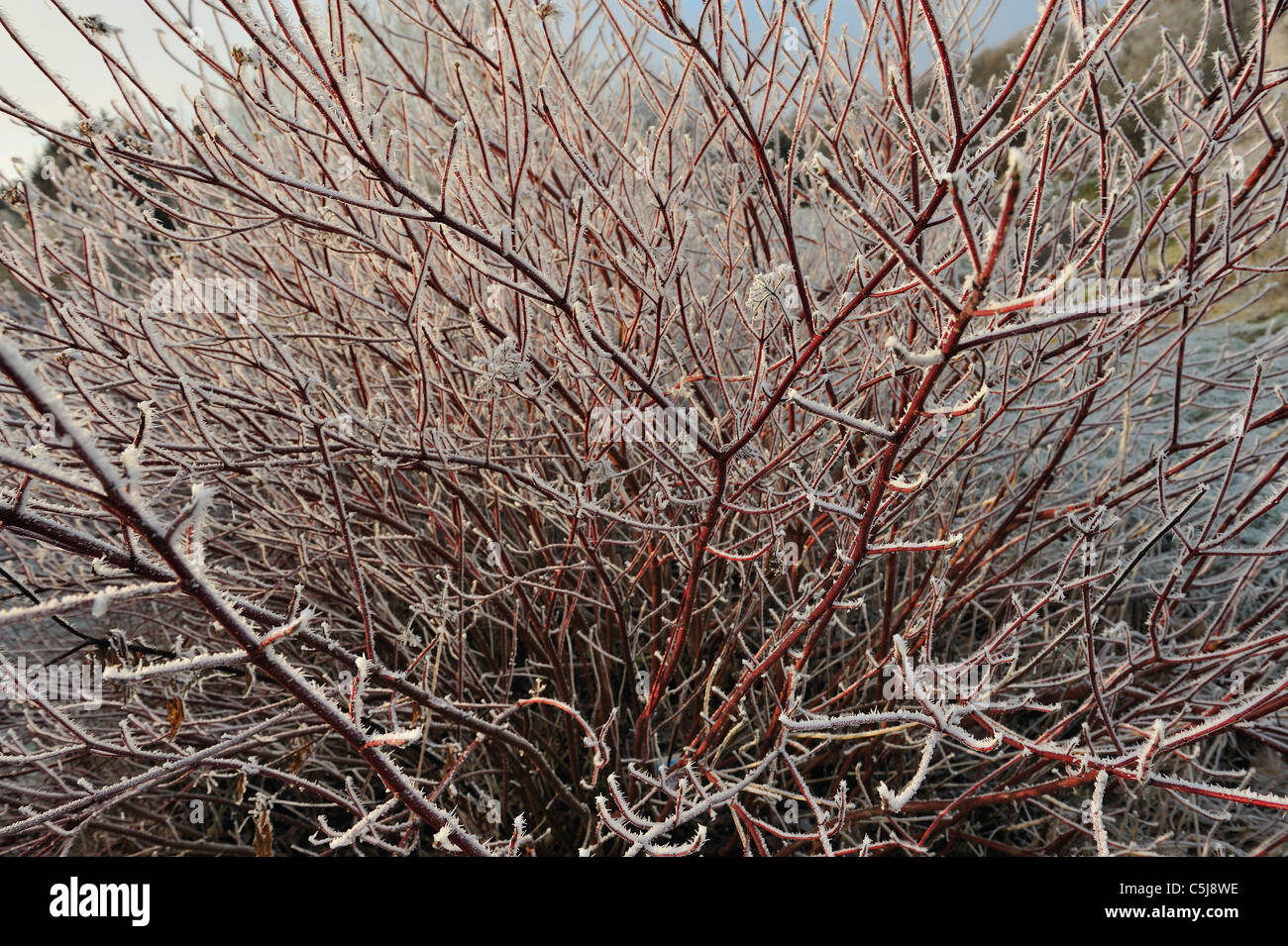Heavily frosted dogwood after days of freezing fog at Inverness ...