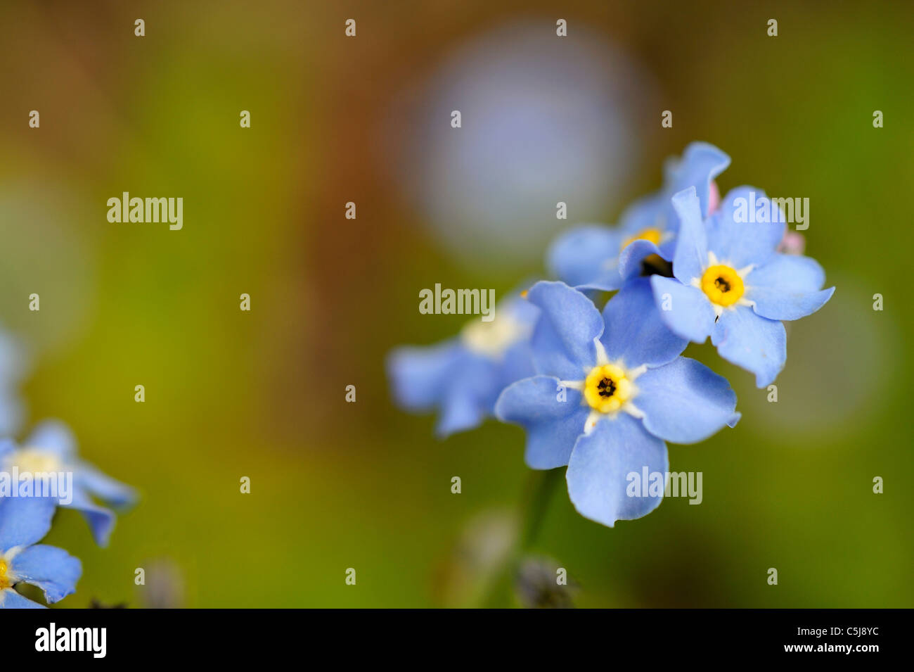 Blue forget me nots hi-res stock photography and images - Alamy