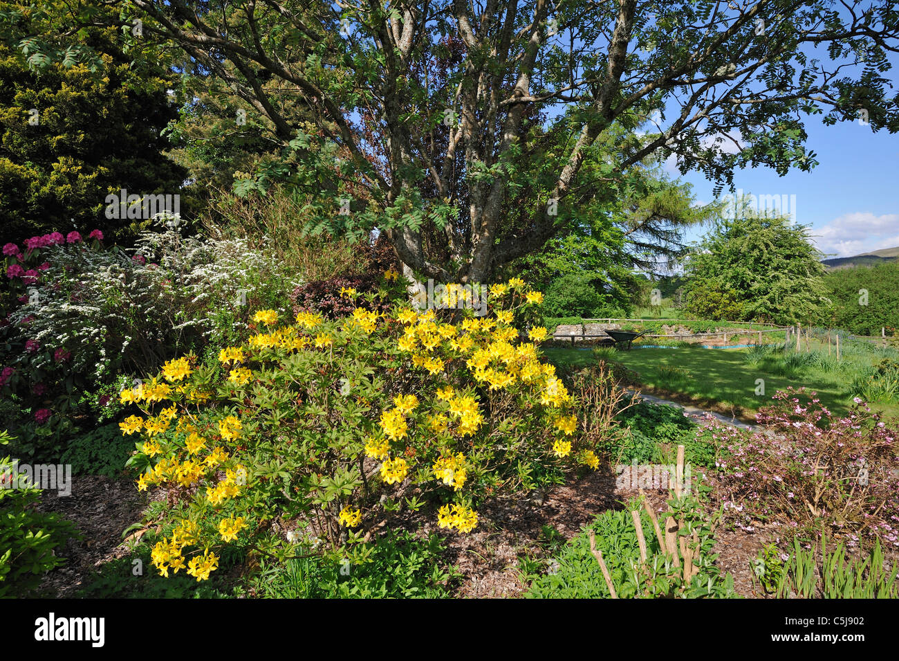 Azaleas, rhododendron, rowan and other shrubs in a garden at Killin ...