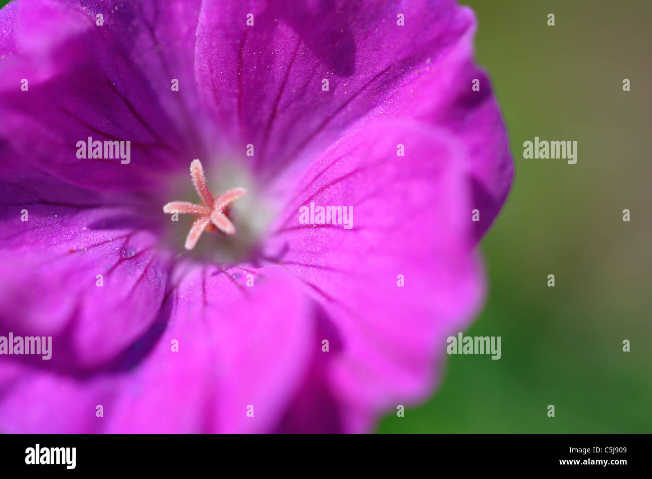 Close-up of the stamens of a bright magenta geranium in a garden at ...