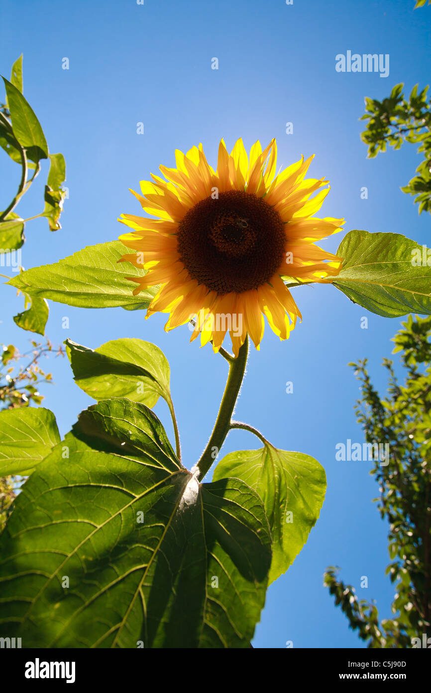 Sunflower in bloom Stock Photo - Alamy