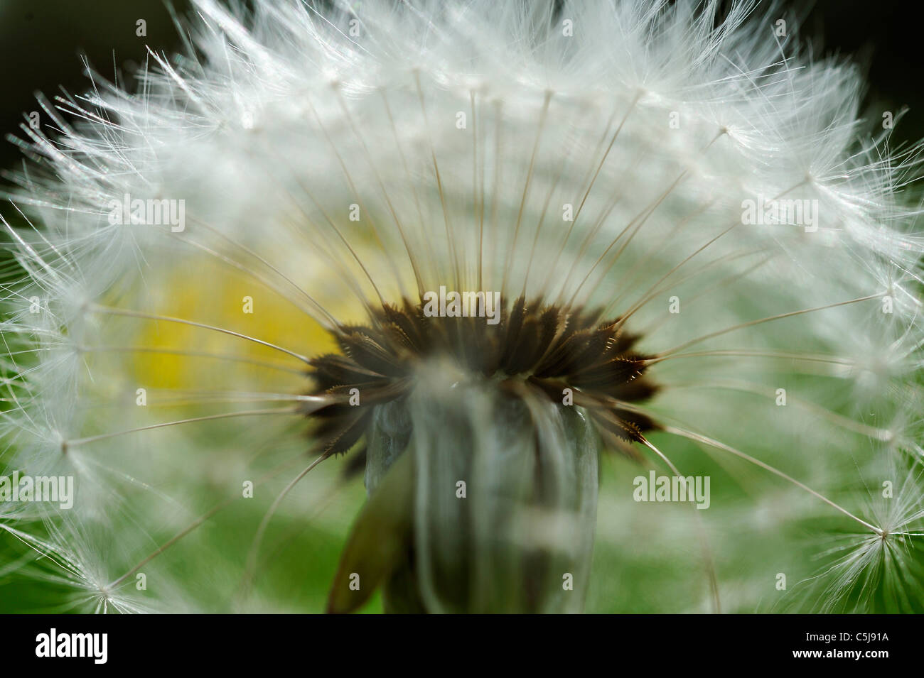 Taraxacum officinale seed hi-res stock photography and images - Alamy