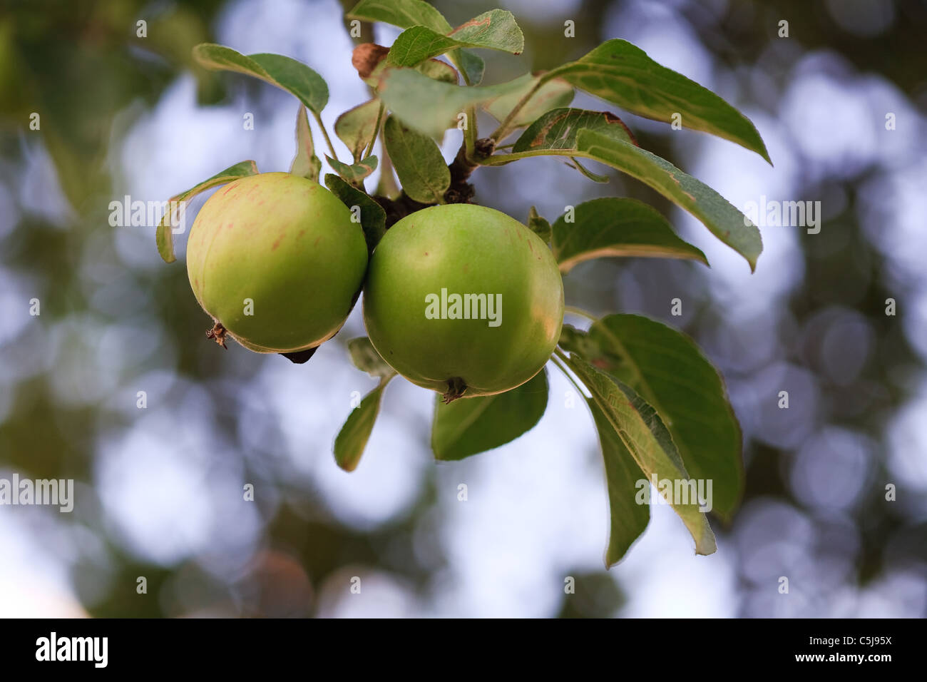 Apple pip tree hi-res stock photography and images - Alamy
