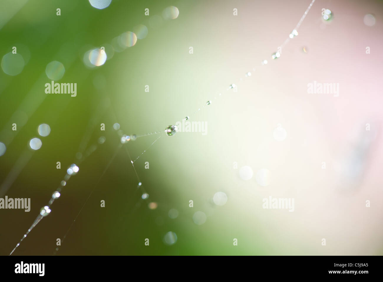 Web strand with water droplets Stock Photo - Alamy