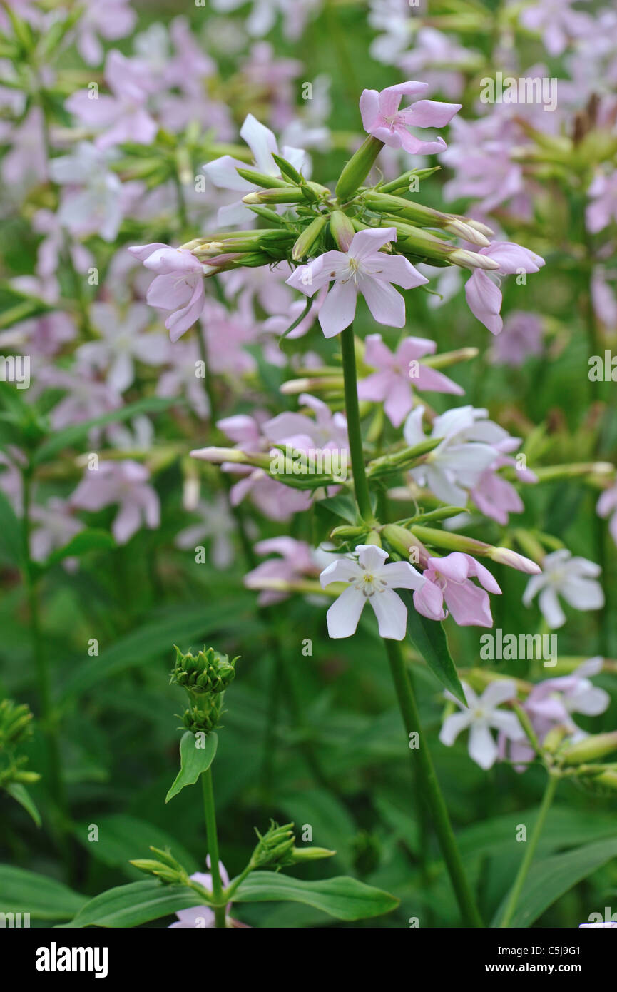 Rock Soapwort - Tumbling Ted (Saponaria ocymoides) flowering in summer ...