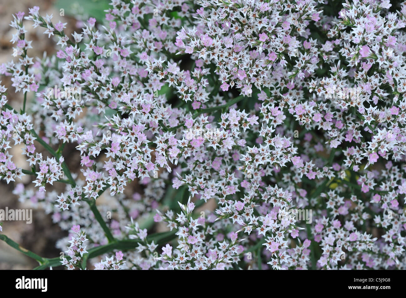 German statice - Tatarian statice (Goniolimon tataricum) flowering in ...