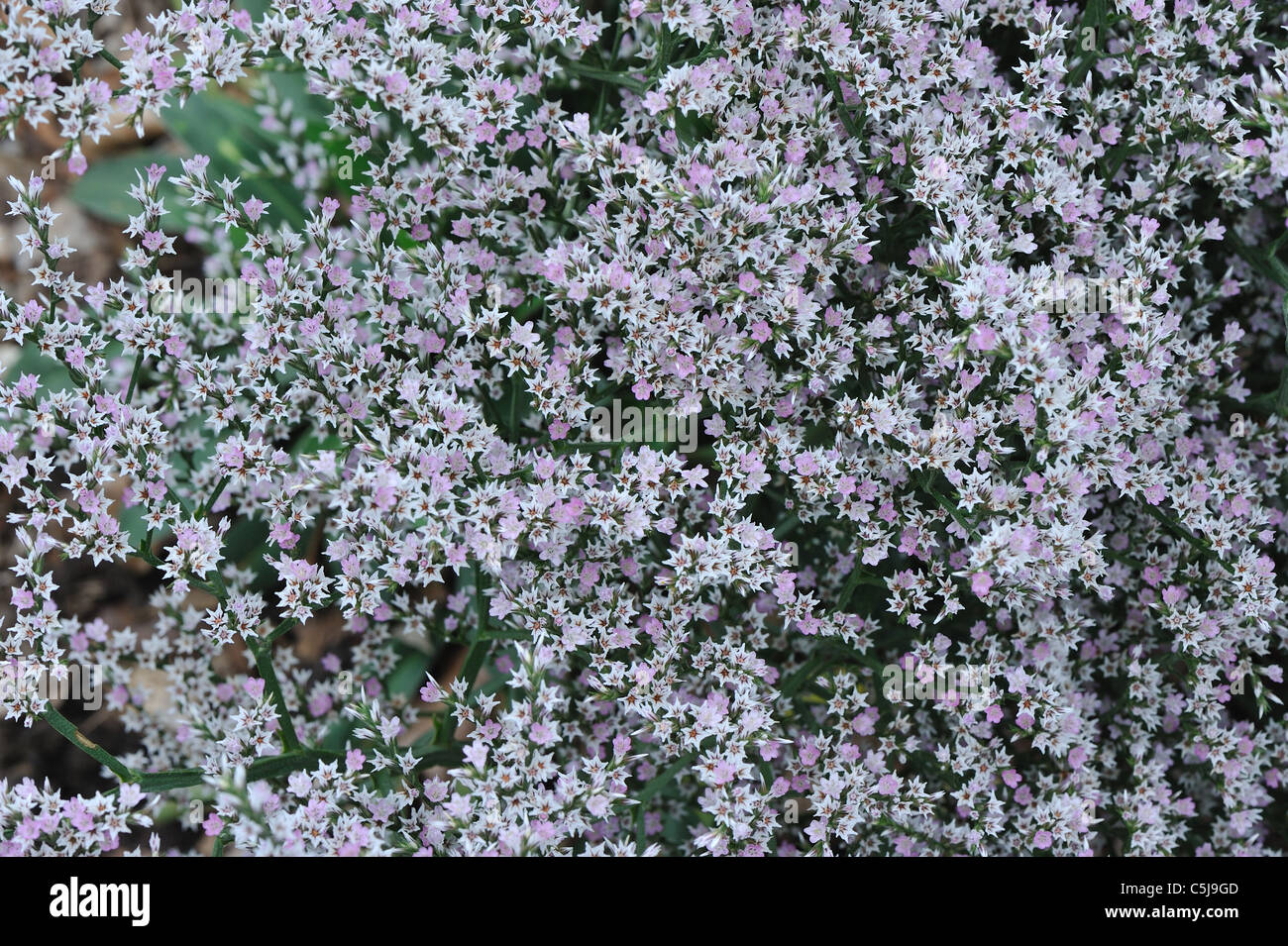 German statice - Tatarian statice (Goniolimon tataricum) flowering in ...