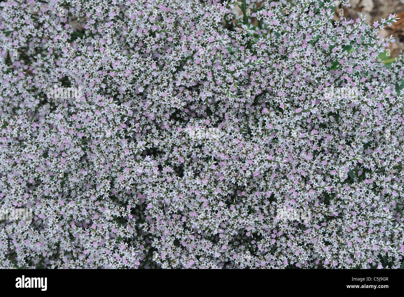 German statice - Tatarian statice (Goniolimon tataricum) flowering in ...