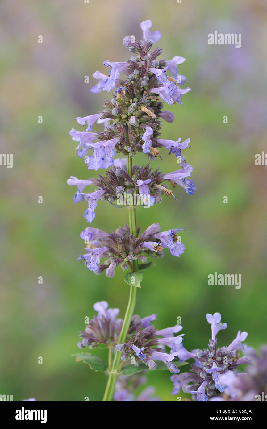 Giant Catmint - Caucasus Catmint (Nepeta grandiflora) flowering in ...