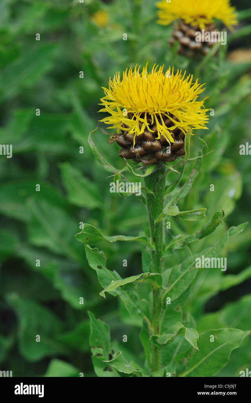 Giant knapweed - Bighead knapweed - Yellow hardhead - Armenian ...