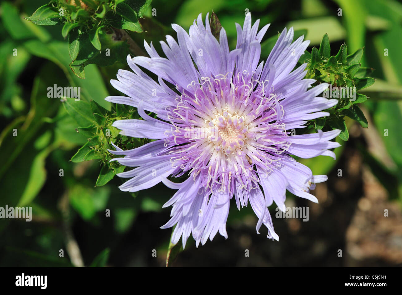 Cornflower Aster - Stokes Aster - Stokes' Aster (Stokesia laevis ...