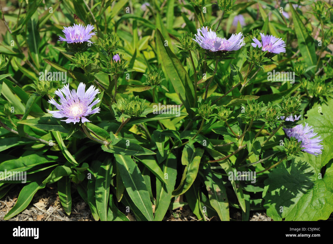 Cornflower Aster - Stokes Aster - Stokes' Aster (Stokesia laevis ...