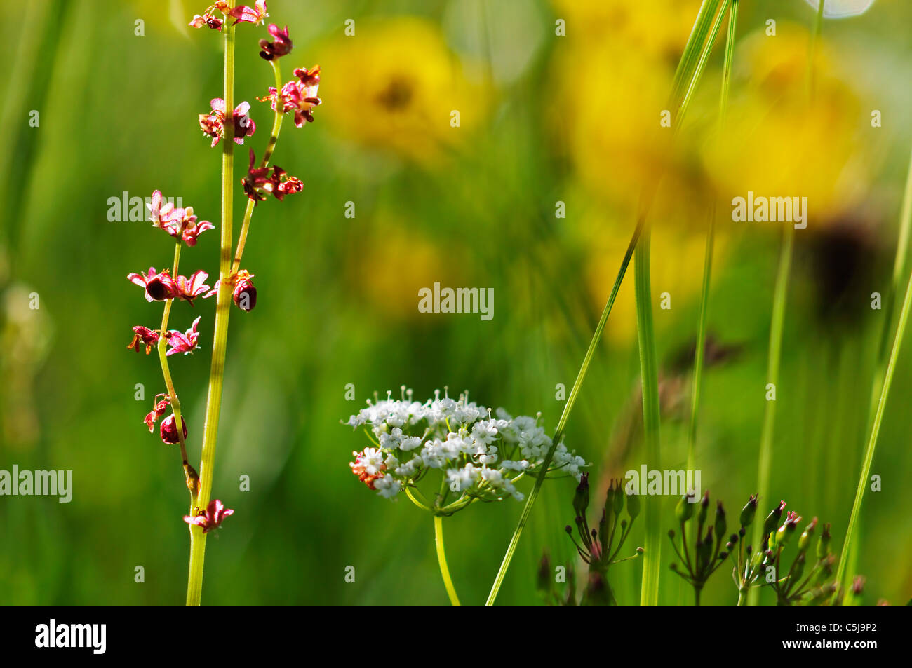 Mixed grasses and wildflowers in a summer meadow Stock Photo - Alamy