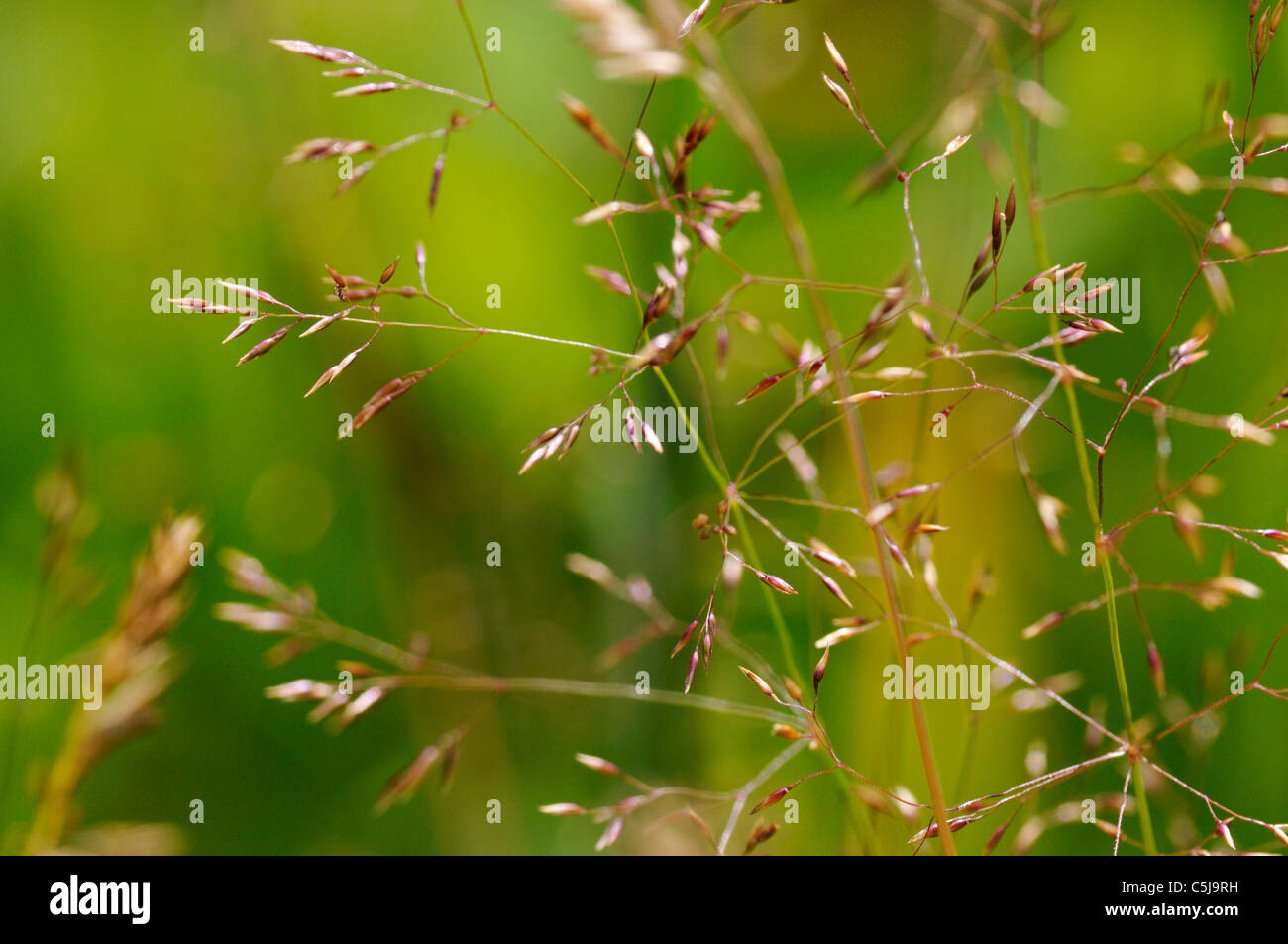 Mixed grasses running to seed in a summer meadow Stock Photo - Alamy