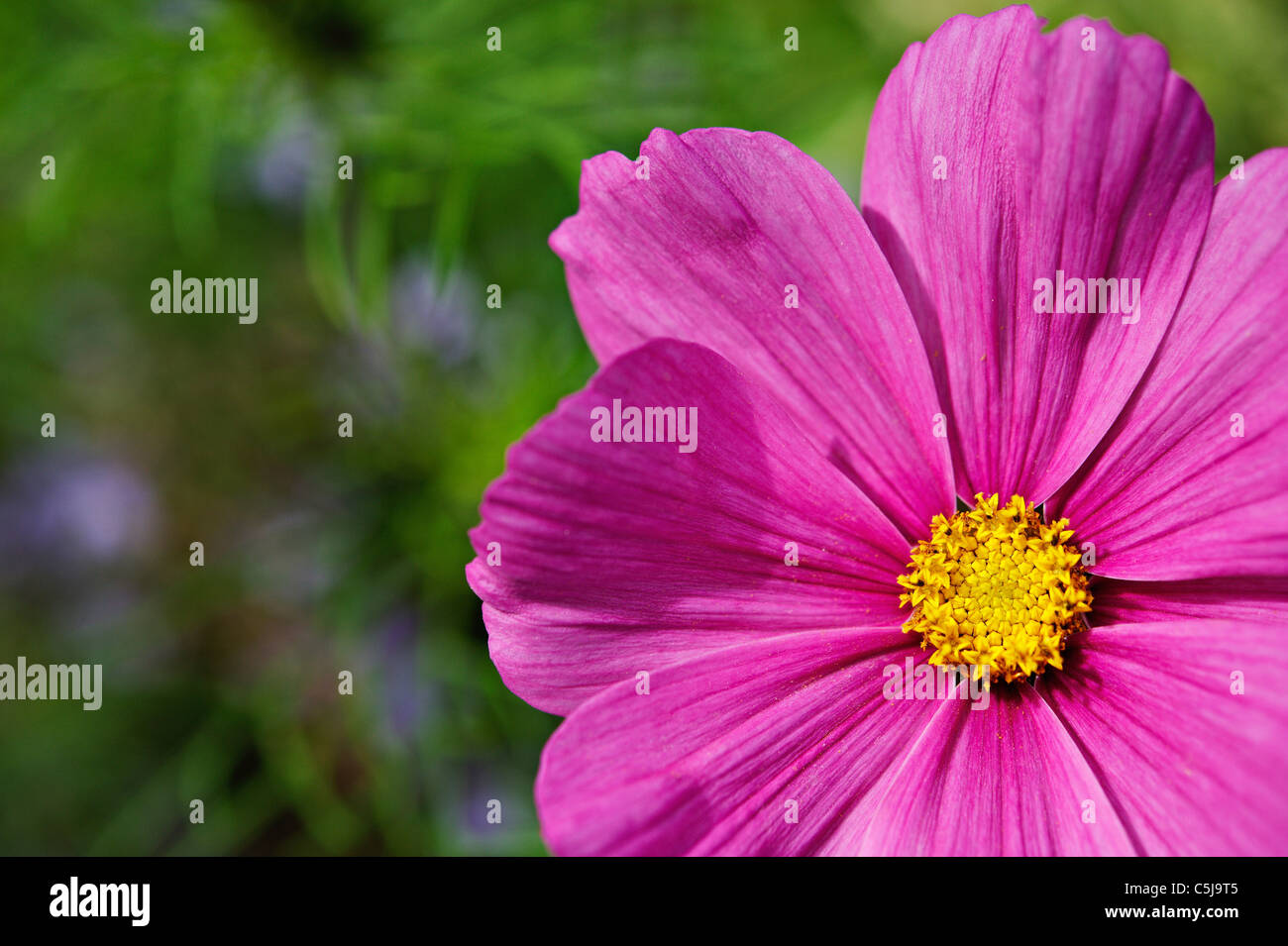 Close-up of a deep pink cosmos flower Cosmea Bipinnatus with background ...