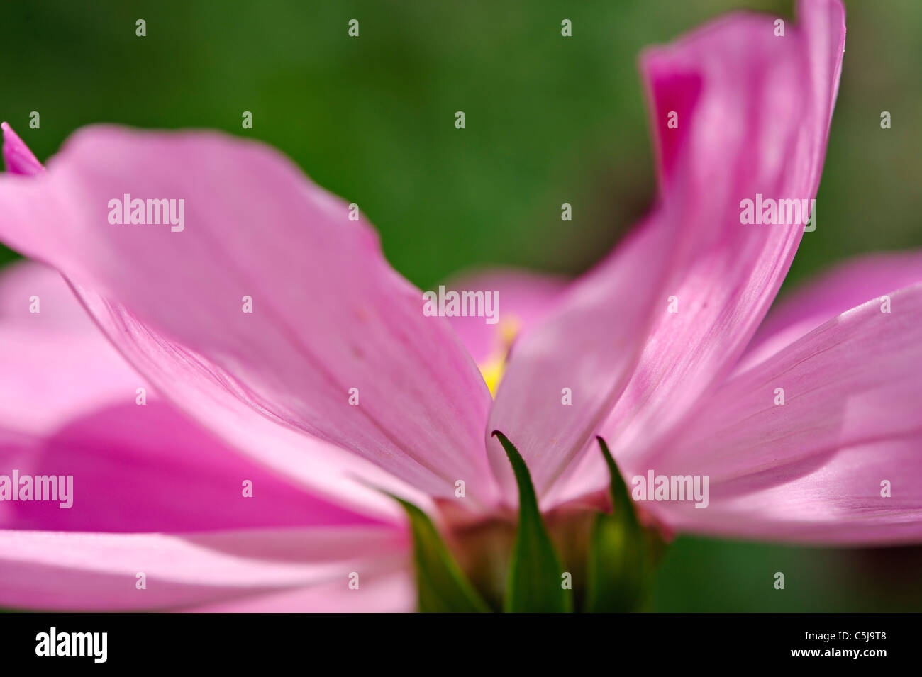 Extreme close-up of a deep pink cosmos flower Cosmea Bipinnatus with ...