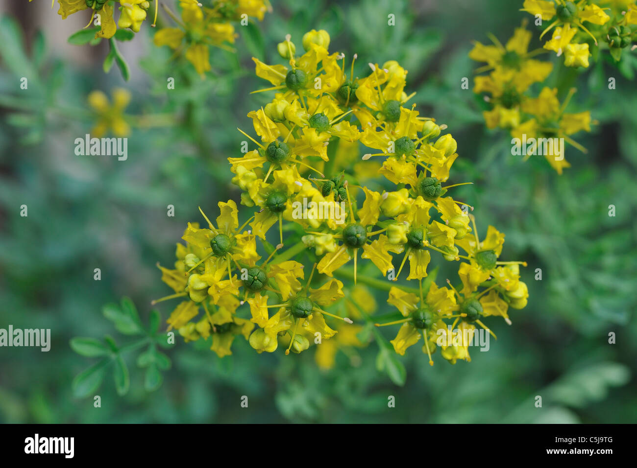 Common Rue - Garden Rue - Herb of Grace - Herbygrass (Ruta graveolens ...