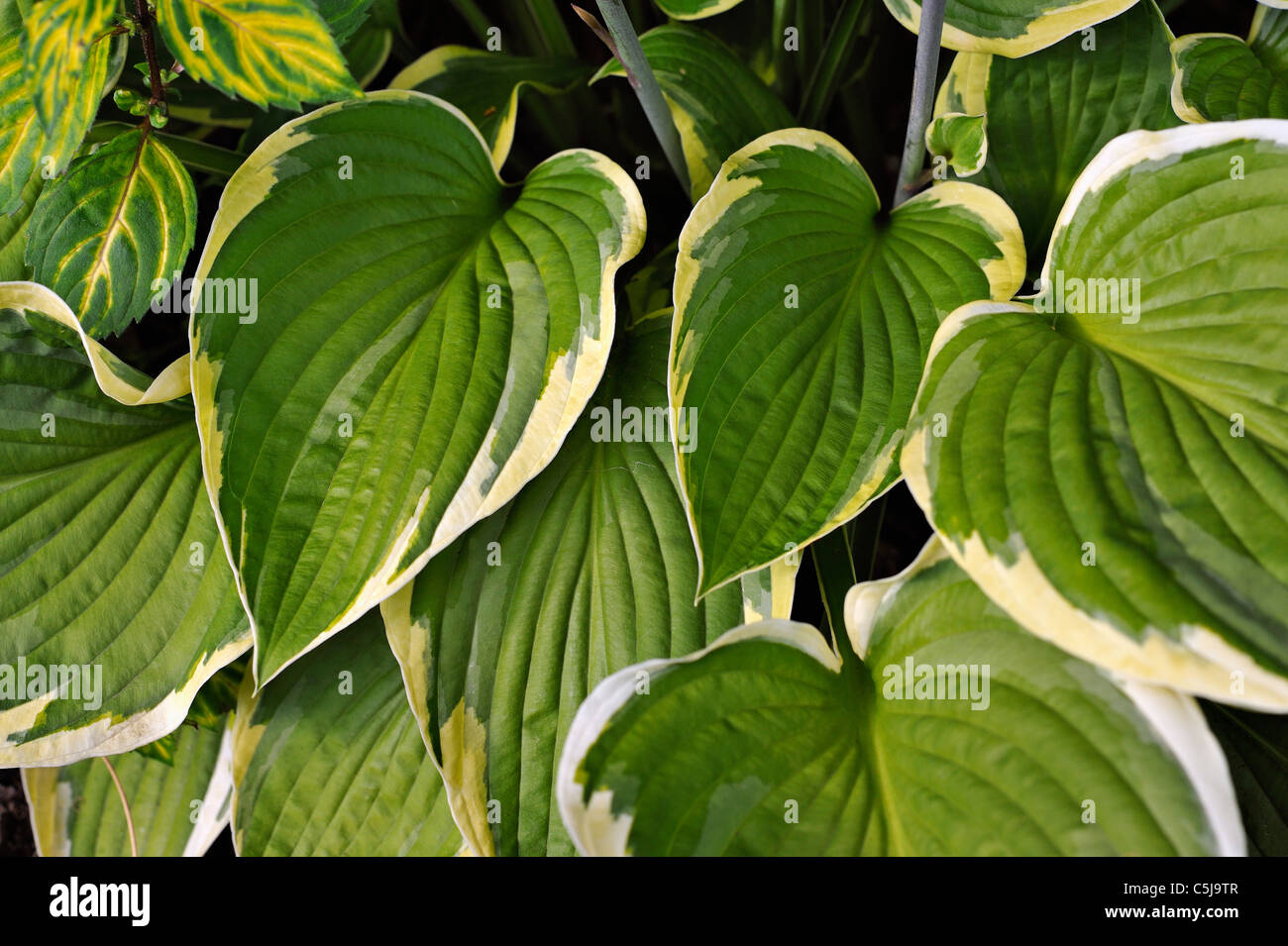 Variegated leaves of Hosta Undulata in a garden at Killin, Perthshire ...