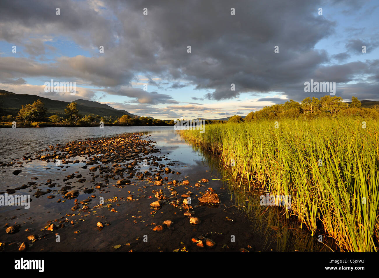 Beautiful evening light along the River Lochay with a bed of rushes ...