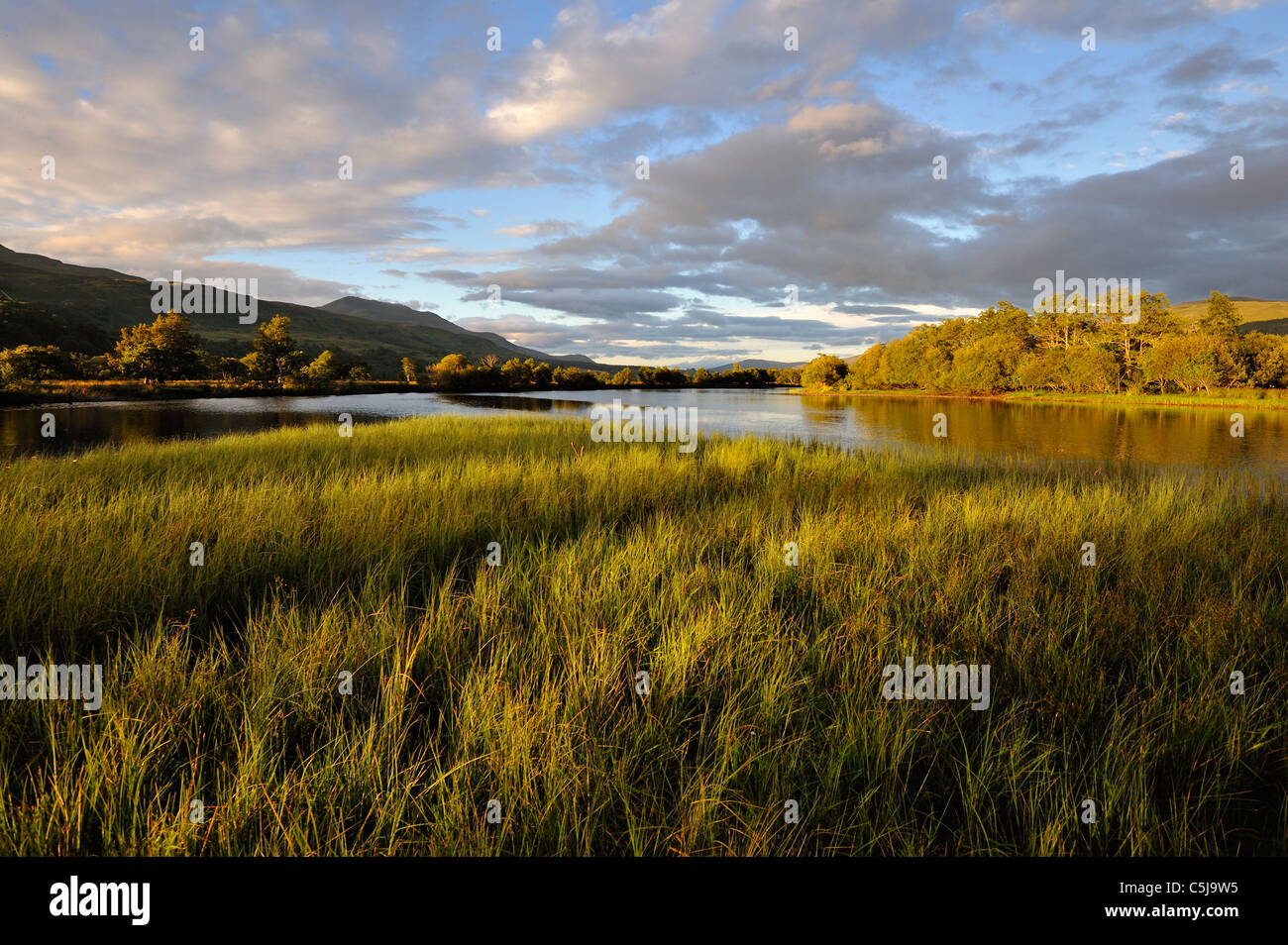 Rushes bed hi-res stock photography and images - Alamy