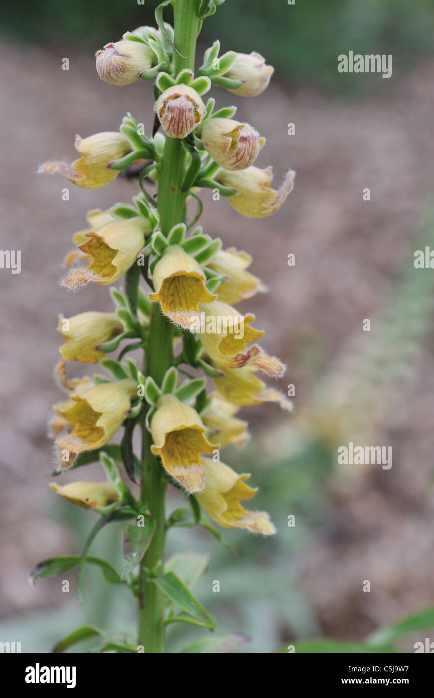 Digitalis ferruginea hi-res stock photography and images - Alamy